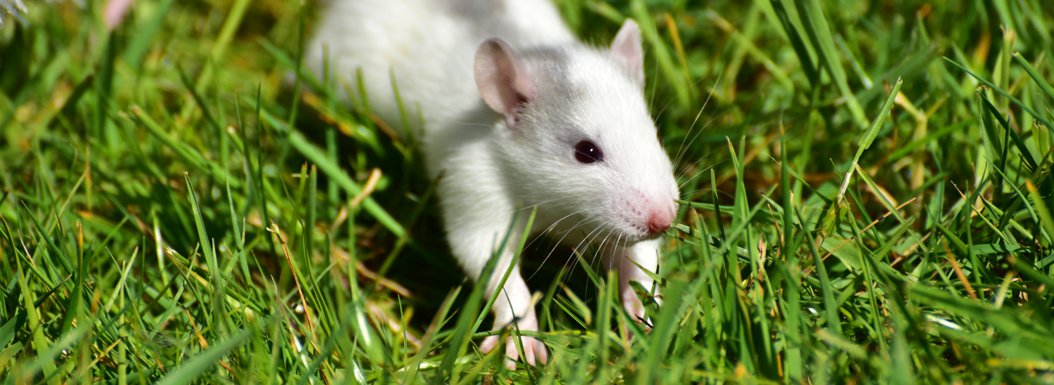 Rat-titude Adjustment: Understanding and Enhancing Rat Behaviour ...