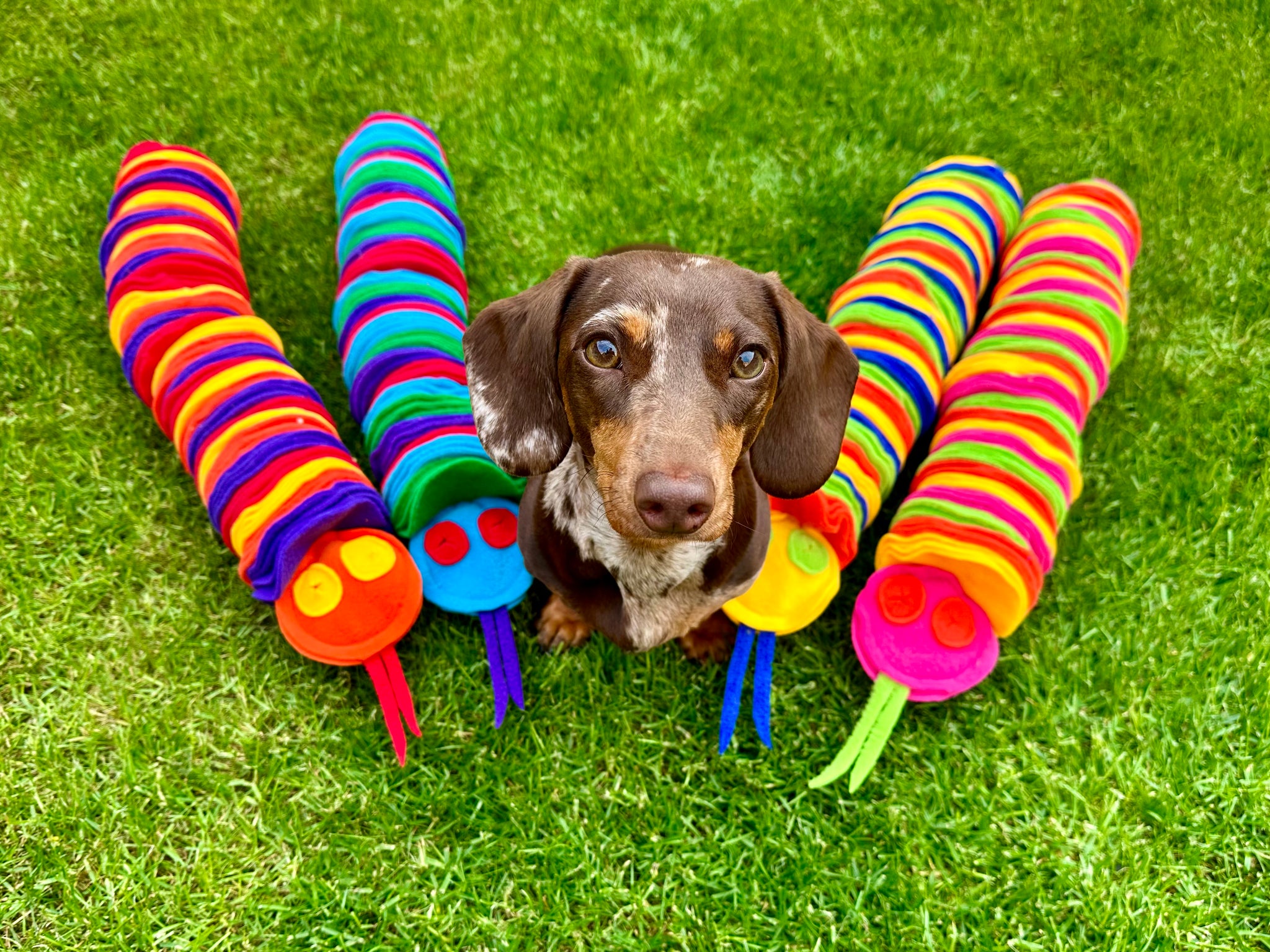 Custom Coloured Small Snuffle Snake – Snufflesshop