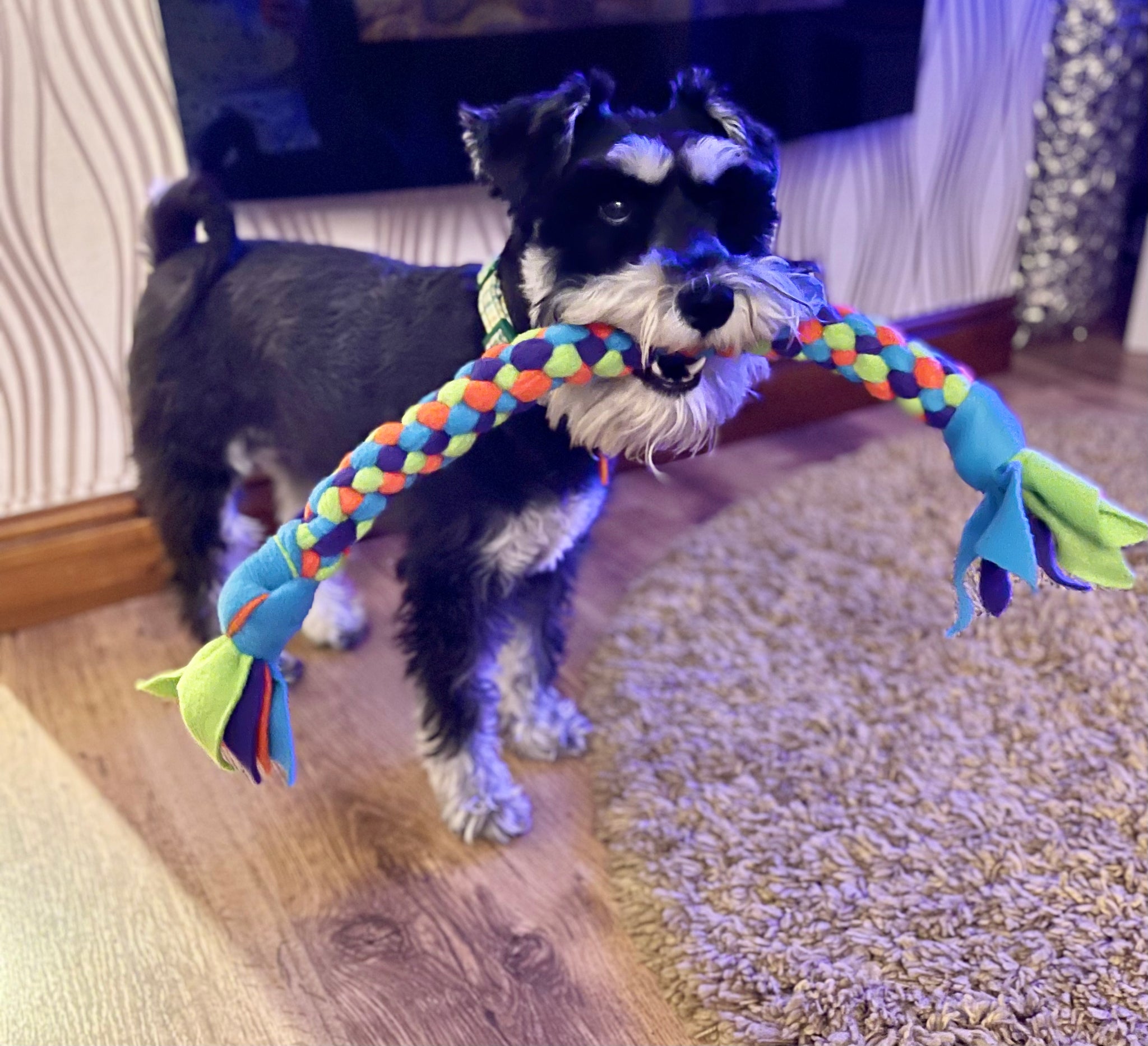 Custom Coloured Dog Tugs 3 Sizes Available – Snufflesshop